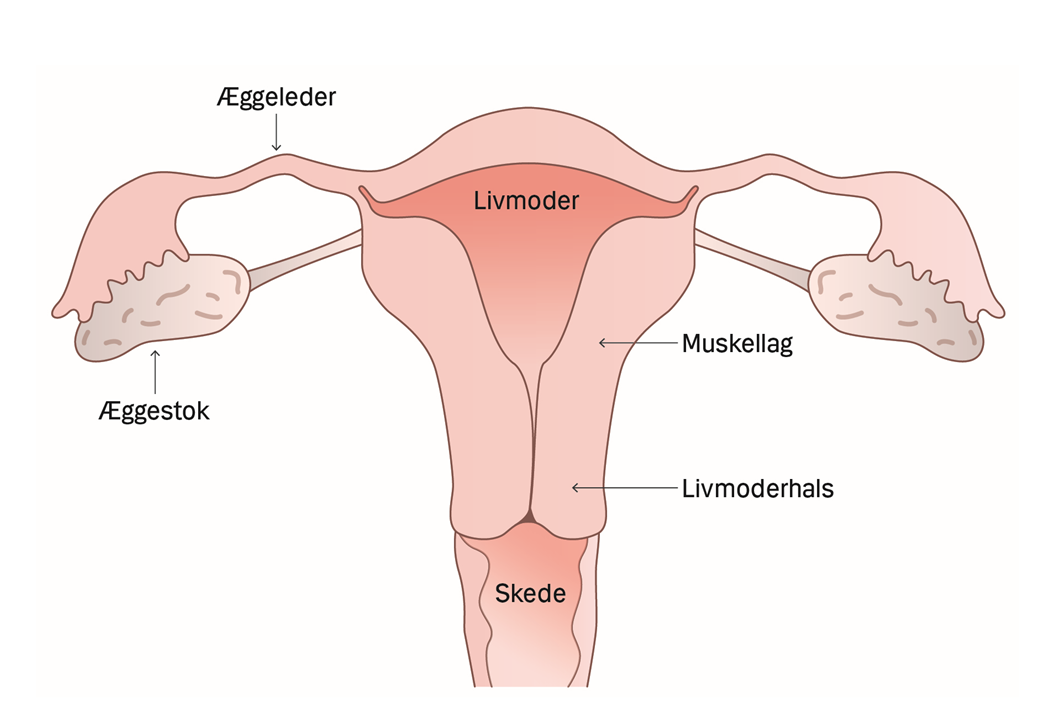 Underlivet - kikkertoperation (laparoskopi)